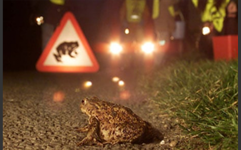 Frog Patrols to help Frog Migration at Barnaculla – The Gallops Estate